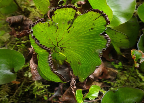 KIDNEY FERN - Deep Cove Outdoor Education Trust